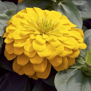 Carciumarese galbene (2 g) seminte Zinnia elegans, flori mari, batute ...