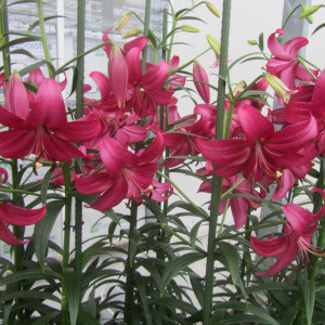 Crin Purple Marble (1 bulb), bulbi crini flori mari, mov-purpurii, Agrosem