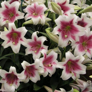 Crin Triumphator (3 bulbi), bulbi crini flori bicolore roz deschis-mov ...