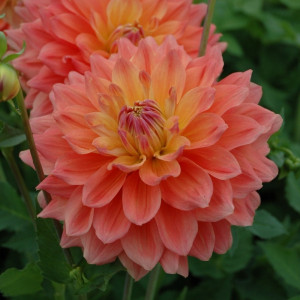 Dalie Ace Summer Sunset (1 bulb), bulbi dalii flori mari, petale orange ...