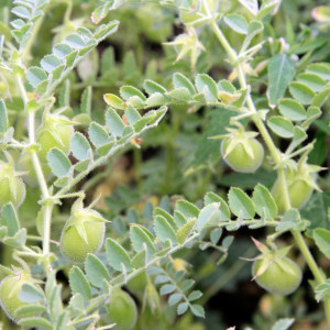 Linte (100 g), seminte planta anuala, rezistenta la seceta, Agrosem