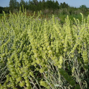 Mursalski Chai Domnesc (2 g), seminte planta perena, medicinala ...