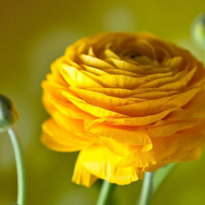Ranunculus Yellow (10 bulbi), bulbi Piciorul Cocosului, culoare galbenă ...