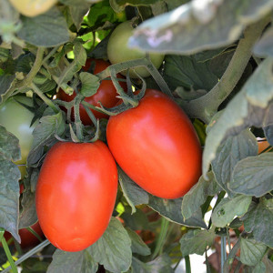 Rosii Galilea F1 (500 sem), seminte hibrid semideterminat, tomate ...