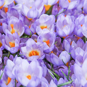 Branduse Sublimis Tricolor (10 bulbi), bulbi premiati Crocus flori mari ...