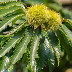 Castan comestibil (1 puiet), durata mare de viata, fructe gustoase, Yurta