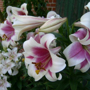 Crin Triumphator (3 bulbi), bulbi crini flori bicolore roz deschis-mov ...