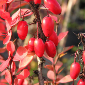 Dracila Golden Ring (1 butas), arbust decorativ frunze culori ...