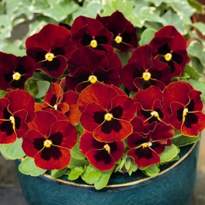 Panselute rosii cu centrul negru (0,25 g) seminte pansele Viola ...