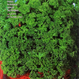 Patrunjel frunze crete Moss Curled (100 g), seminte planta aromatica ...
