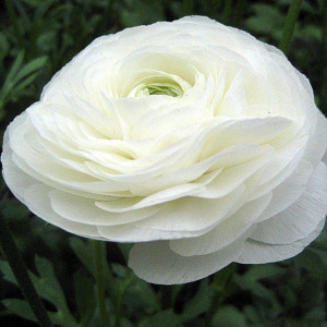 Ranunculus White (10 bulbi), bulbi Piciorul Cocosului, culoare albă ...