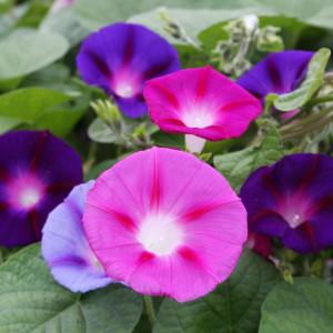 Zorele urcatoare amestec (2,5 g), seminte planta ornamentala Ipomoea ...
