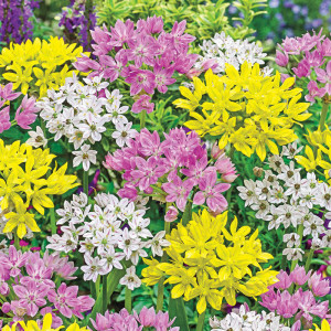 Allium Mixed (20 bulbi), bulbi ceapa decorativa, mix de culori, Agrosem