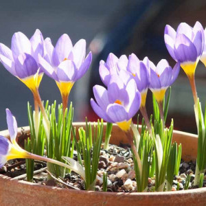 Branduse Sublimis Tricolor (10 bulbi), bulbi premiati Crocus flori mari ...