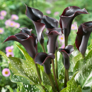 Cala Cantor (1 bulb), bulbi Zantedeschia, cala deosebita, culoare ...