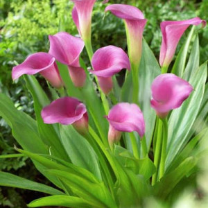 Cala Captain Violetta (1 bulb), bulbi Zantedeschia, cala culoare roz ...