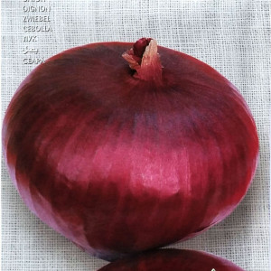 Ceapa Rossa di Bassano (100 g), seminte soi timpuriu ceapa rosie ...