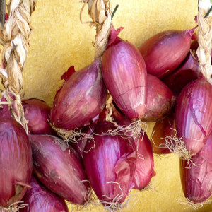 Ceapa Tropea Rossa Lunga (500 g), seminte soi timpuriu ceapa rosie ...