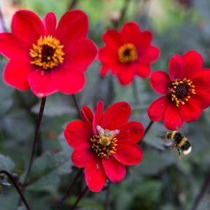 Dalie Happy Single Romeo (1 bulb), bulbi dalii flori foarte atractive ...