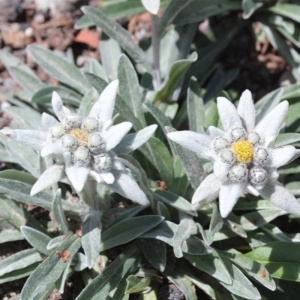 Floare de Colt (0,02 g) seminte Leontopodium alpinum, flori deosebite ...