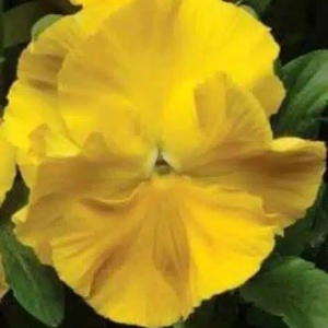 Panselute Swiss Giants Coronation Gold (0,25 g) seminte pansele Viola ...