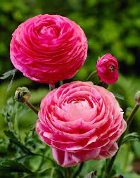 Ranunculus Pink (10 bulbi), bulbi Piciorul Cocosului, culoare roz, Agrosem