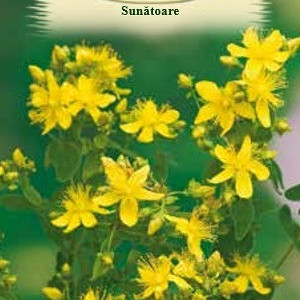 Sunatoare (0,1 g), seminte planta medicinala si aromatica perena ...