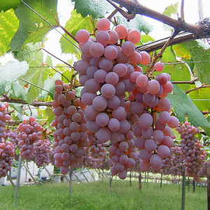 Vita de vie Kismis Moldavszkij (1 butas), vie struguri roz de masa ...