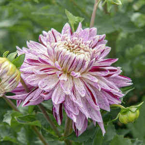 Dalie Avignon (1 bulb), bulbi dalii flori foarte mari, petale albe ...