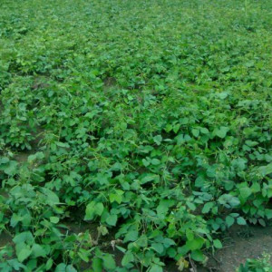 Fasole mung Teodora (40 g), seminte soi timpuriu, bogata in vitamine ...