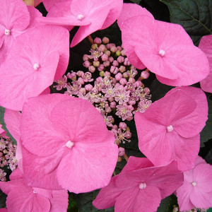 Hortensie Taube (1 butas), hortensie parfumata flori mari, roz-rosii ...