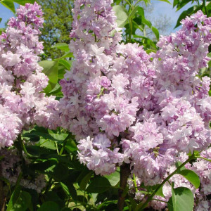 Liliac Beauty of Moscow (1 butas), liliac flori batute parfumate ...