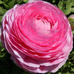 Ranunculus Pink (10 bulbi), bulbi Piciorul Cocosului, culoare roz, Agrosem
