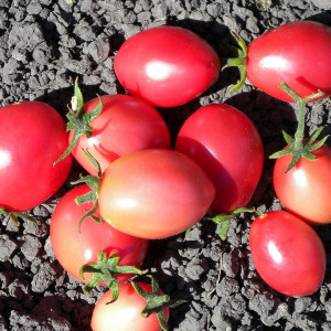 Rosii Damsko Sartse (0,2 g), seminte tomate roz Inima de Doamna, medii ...