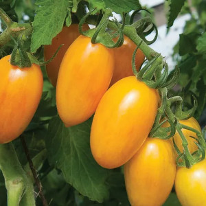 Rosii Zlatista (0,2 g), seminte soi mediu timpuriu semideterminat ...