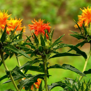 Sofranel (2 g), seminte planta medicinala si aromatica anuala Carthamus ...