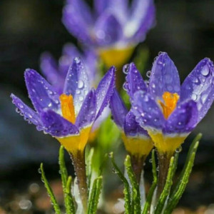 Branduse Sublimis Tricolor (10 bulbi), bulbi premiati Crocus flori mari ...