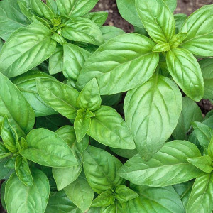 Busuioc (1 g), seminte planta aromatica busuioc verde, Mefim Agro