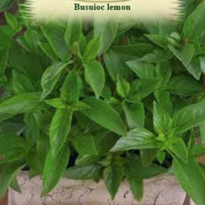 Busuioc lemon (0,4 g), seminte planta aromatica Ocimum basilicum ...
