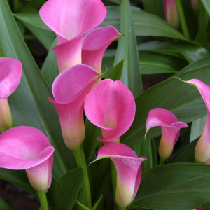 Cala Garnet Glow (1 bulb), bulbi Zantedeschia, cala culoare roz, Agrosem