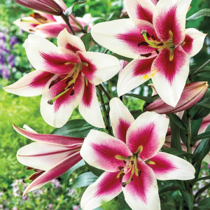 Crin Asiatic Pink & White (2 bulbi), bulbi crini flori superbe roz cu ...