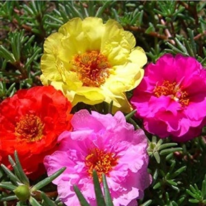 Flori de piatra duble mix (0,1 g) seminte Portulaca grandiflora, flori ...