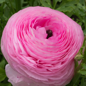 Ranunculus Pink (10 bulbi), bulbi Piciorul Cocosului, culoare roz, Agrosem