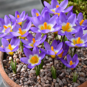Branduse Sublimis Tricolor (10 bulbi), bulbi premiati Crocus flori mari ...