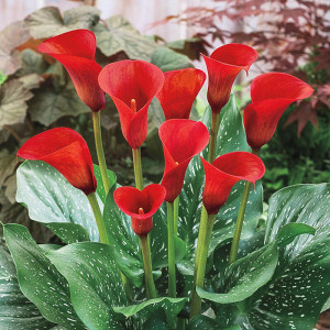 Cala Red Alert (1 bulb), bulbi Zantedeschia, cala culoare roșie, Agrosem