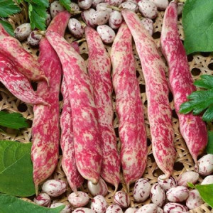 Fasole pitica Borlotto Lingua di Fuoco (180 g), seminte soi timpuriu ...