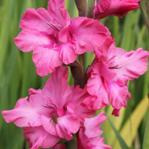 Gladiola Kingston (7 bulbi), bulbi gladiole flori mari, petale gofrate ...