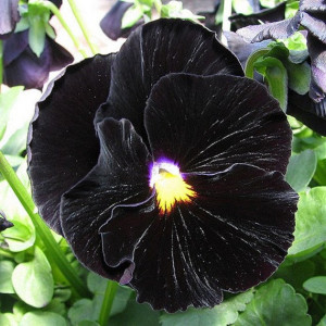 Panselute negre (0,1 g), seminte pansele Viola witrockiana, flori ...