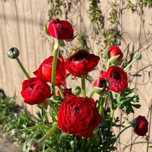 Ranunculus Red (10 bulbi), bulbi Piciorul Cocosului, culoare rosie, Agrosem