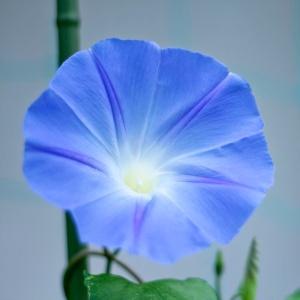 Zorele urcatoare Heavenly Blue (2 g) seminte Ipomoea tricolor ...